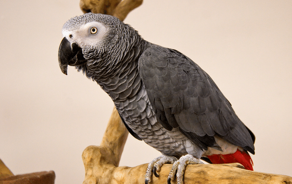 Majestic Wings Aviary – Discover The Ultimate Destination For Exotic ...